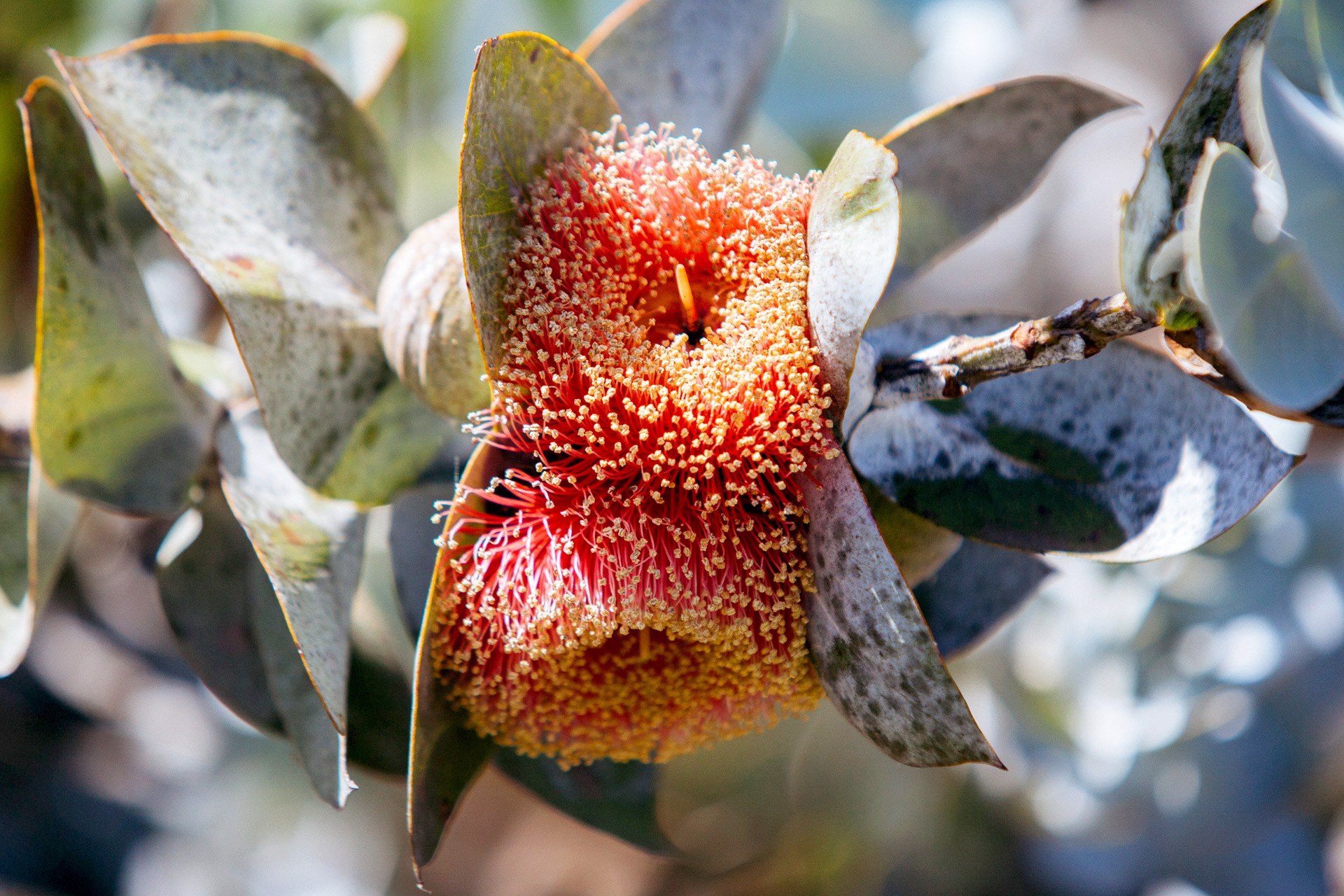 About - Native Plant Project