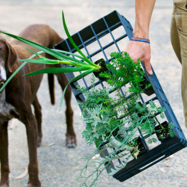Dwarf Sheoak | Casuarina glauca ‘Cousin It’ - Native Plant Project