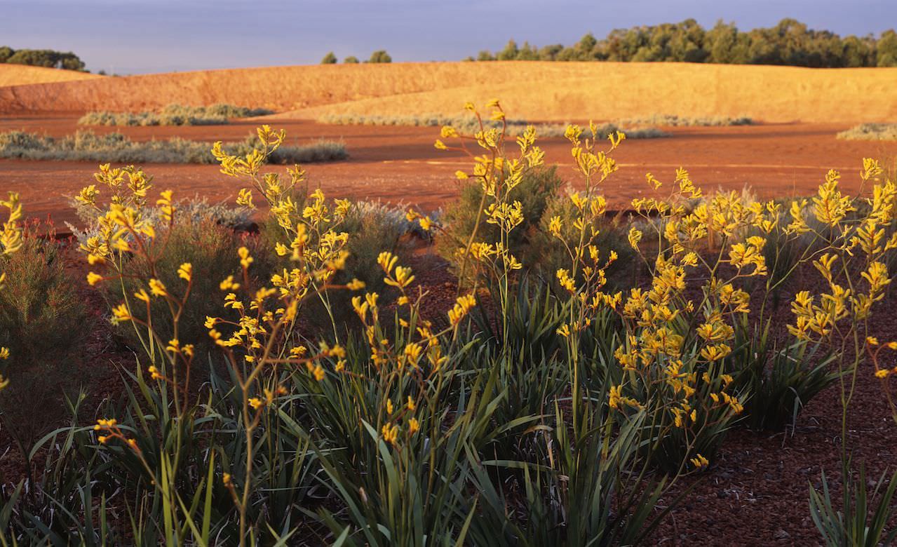 Australian Beauty - Native Plant Project