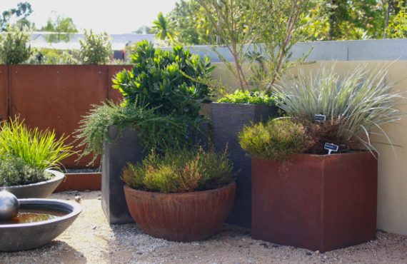 Australian Native Plants Online - Native Plant Project - Tubestock Plants