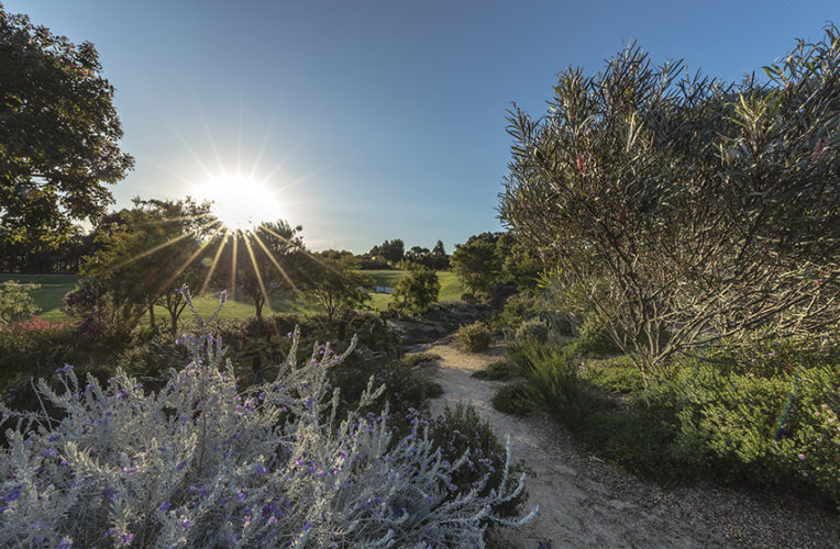 Design Direction - Native Plant Project