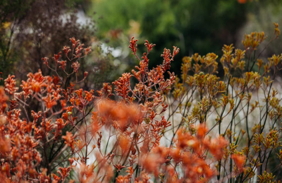 Australian Native Plants Online - Native Plant Project - Tubestock Plants