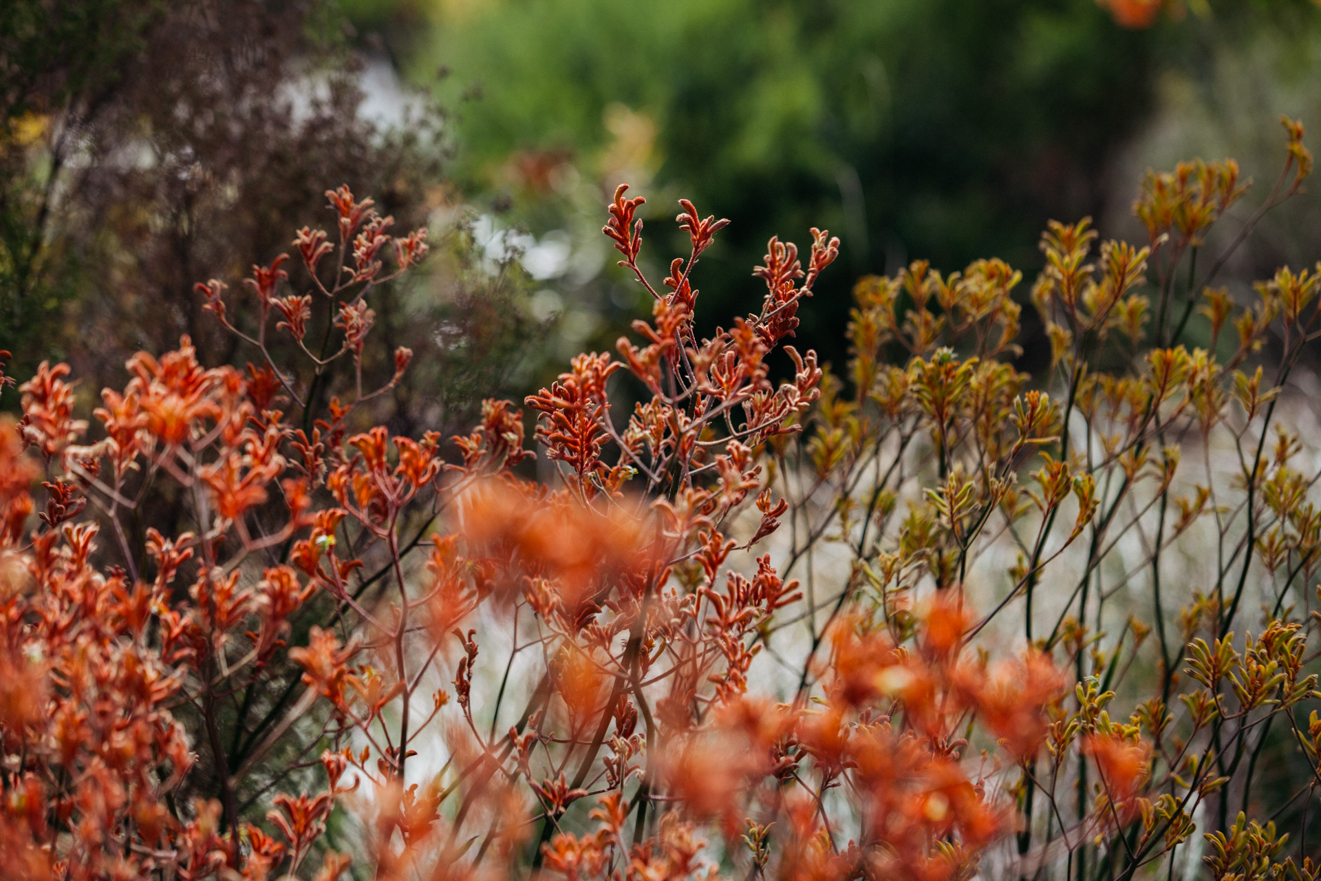Summer Garden Diary - Native Plant Project