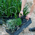 Australian Native Plants Online Nursery - Native Plant Project