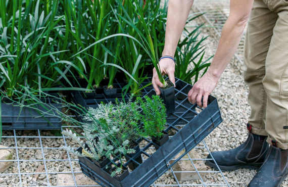 Australian Native Plants Online - Native Plant Project - Tubestock Plants