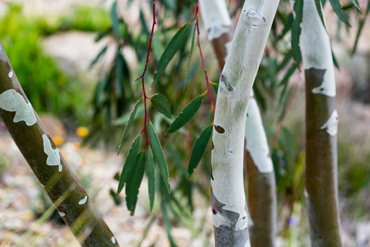 Weeping Snow Gum | Eucalyptus lacrimans - Native Plant Project