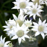 Rice Flower | Ozothamnus diosmifolia ‘Red Gingham’ - Native Plant Project