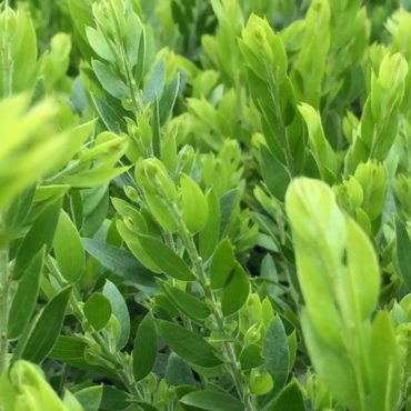 Rice Flower | Ozothamnus diosmifolia ‘Red Gingham’ - Native Plant Project