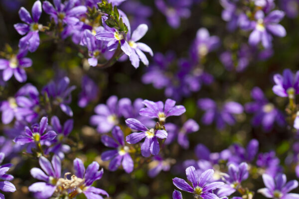 Fan Flower | Scaevola ‘Superclusters’ - Native Plant Project