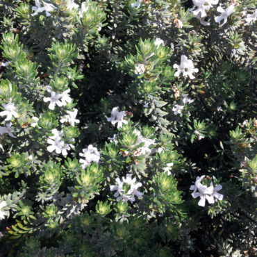 Dwarf Sheoak | Casuarina glauca ‘Cousin It’ - Native Plant Project