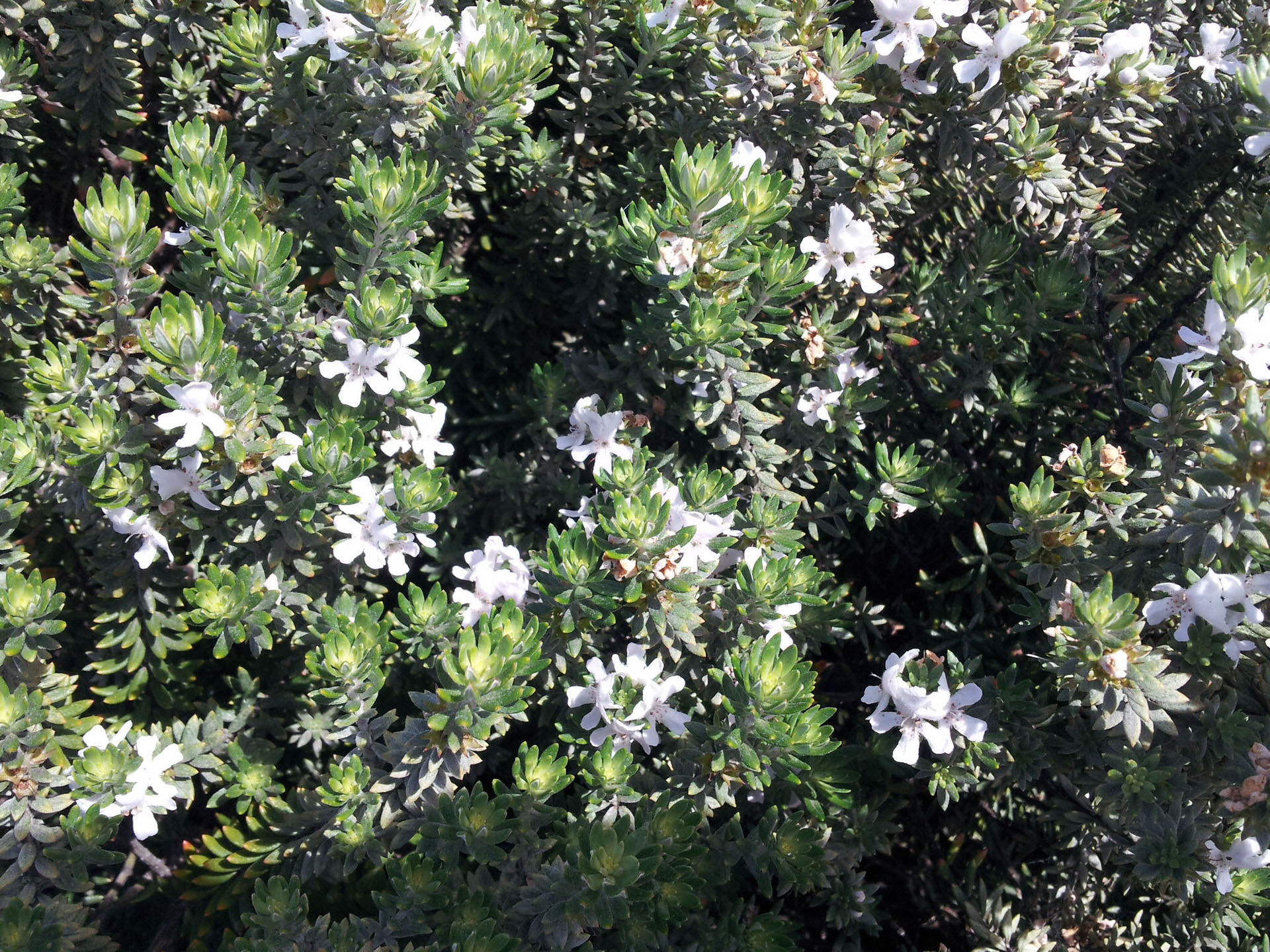 Coastal Rosemary | Westringia fruiticosa ‘Flat ‘n Fruity’ - Native ...