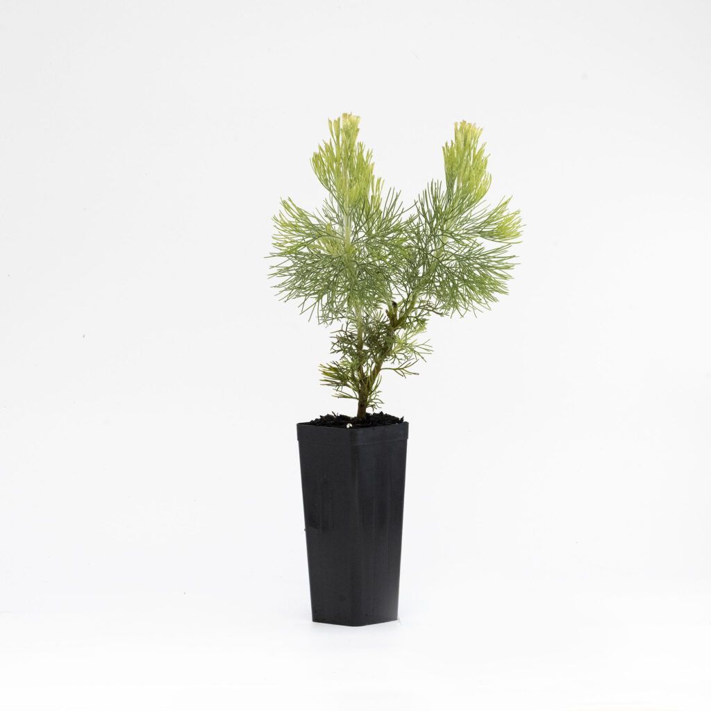 Woolly Bush | Adenanthos serecia ‘Silver Streak’ - Native Plant Project