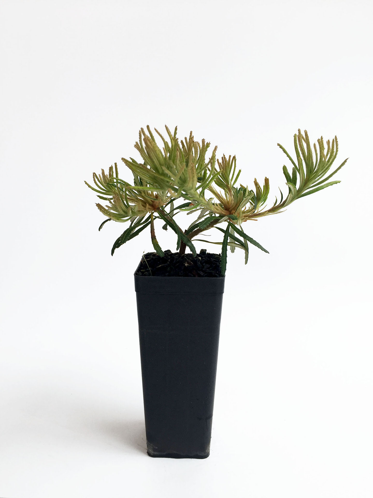 Banksia | Banksia spinulosa ‘Stumpy Gold’ - Native Plant Project