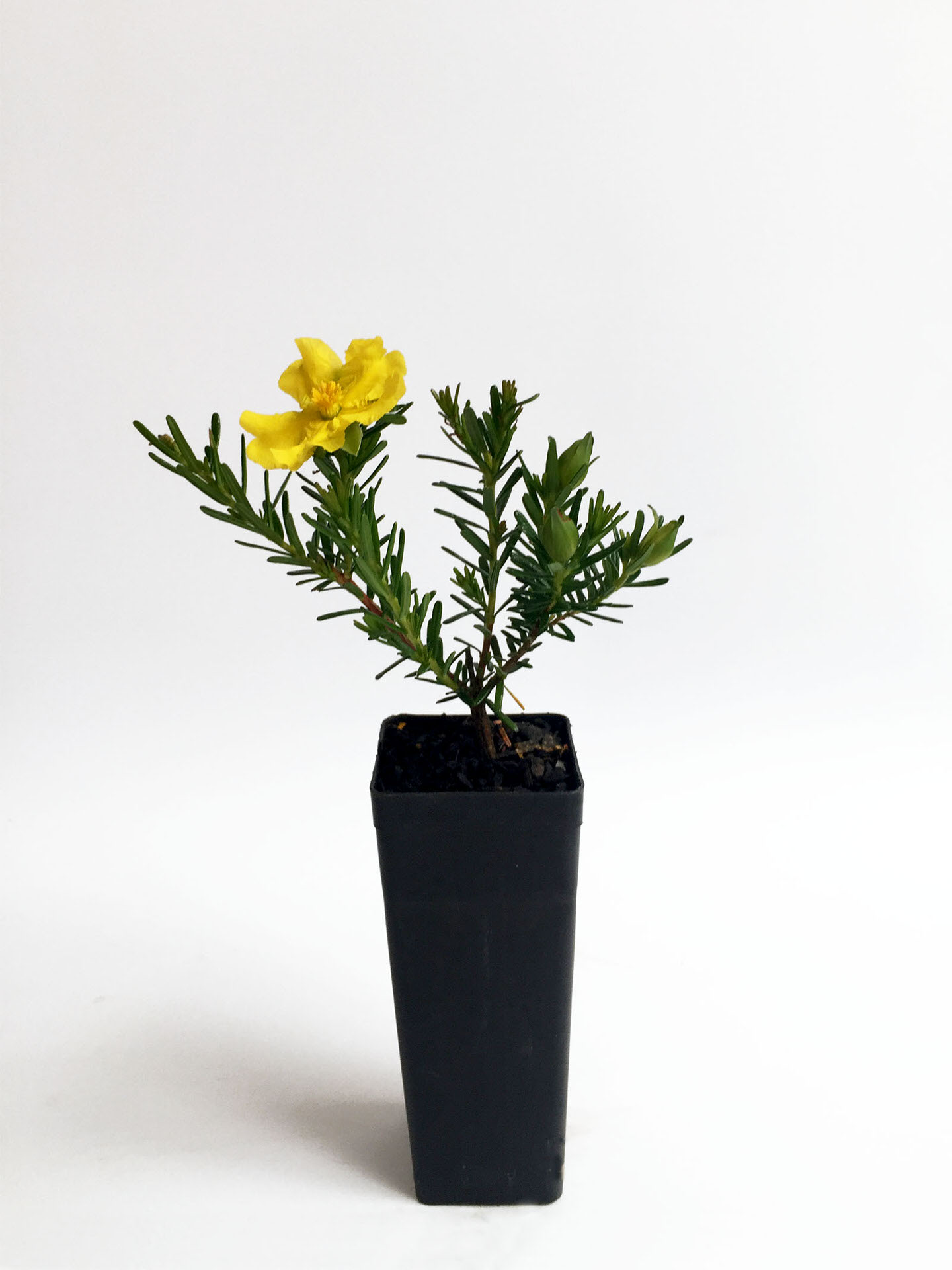 Guinea Flower | Hibbertia vestita ‘Golden Sunburst’ - Native Plant Project