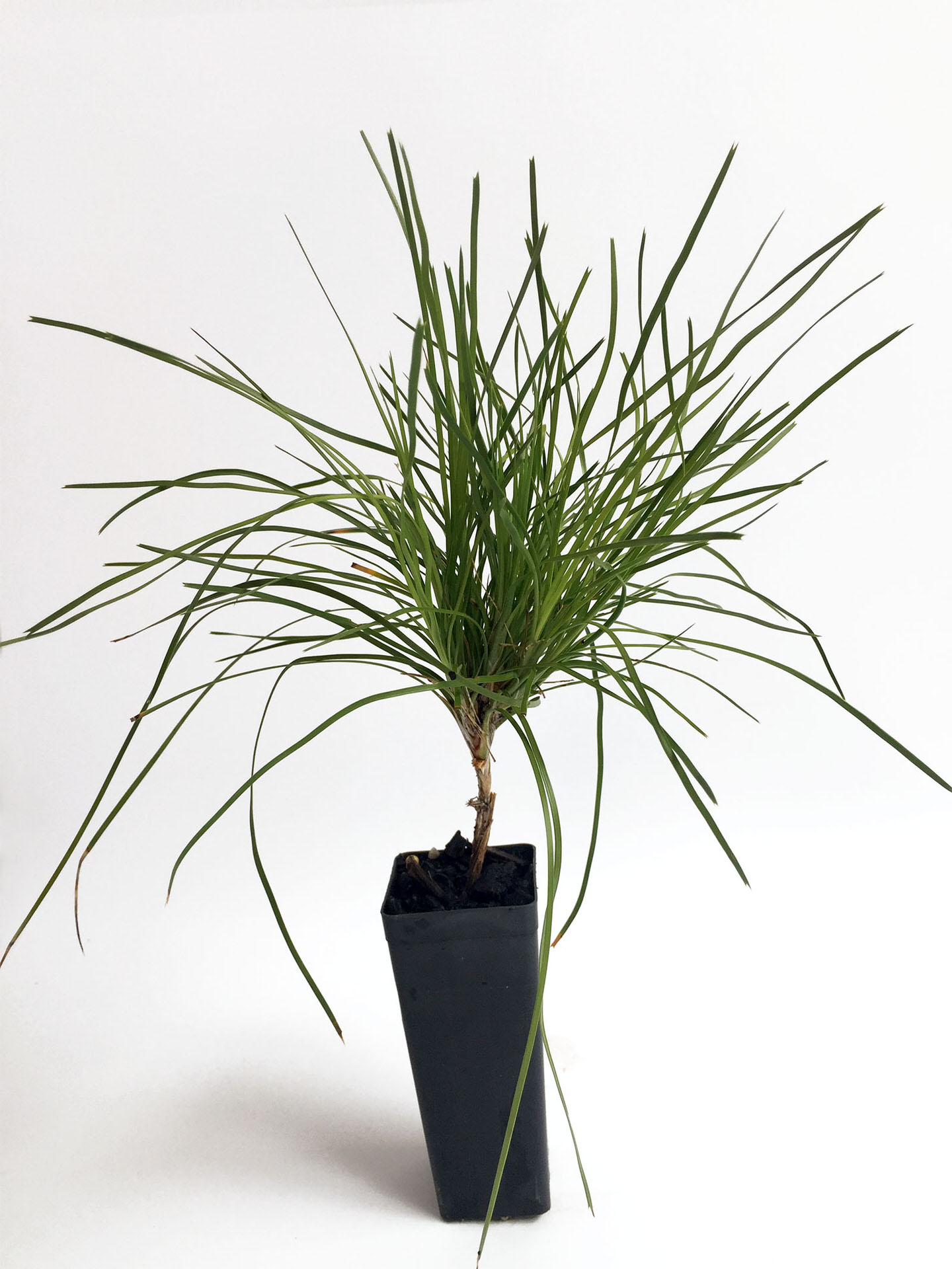 Mat Rush | Lomandra confertifolia ‘Little Con’ - Native Plant Project