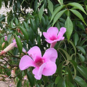 Dwarf Sheoak | Casuarina glauca ‘Cousin It’ - Native Plant Project