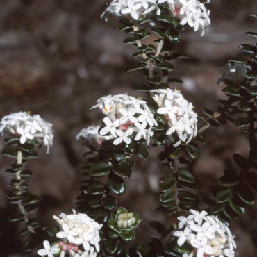 Rice Flower | Ozothamnus diosmifolia ‘Red Gingham’ - Native Plant Project