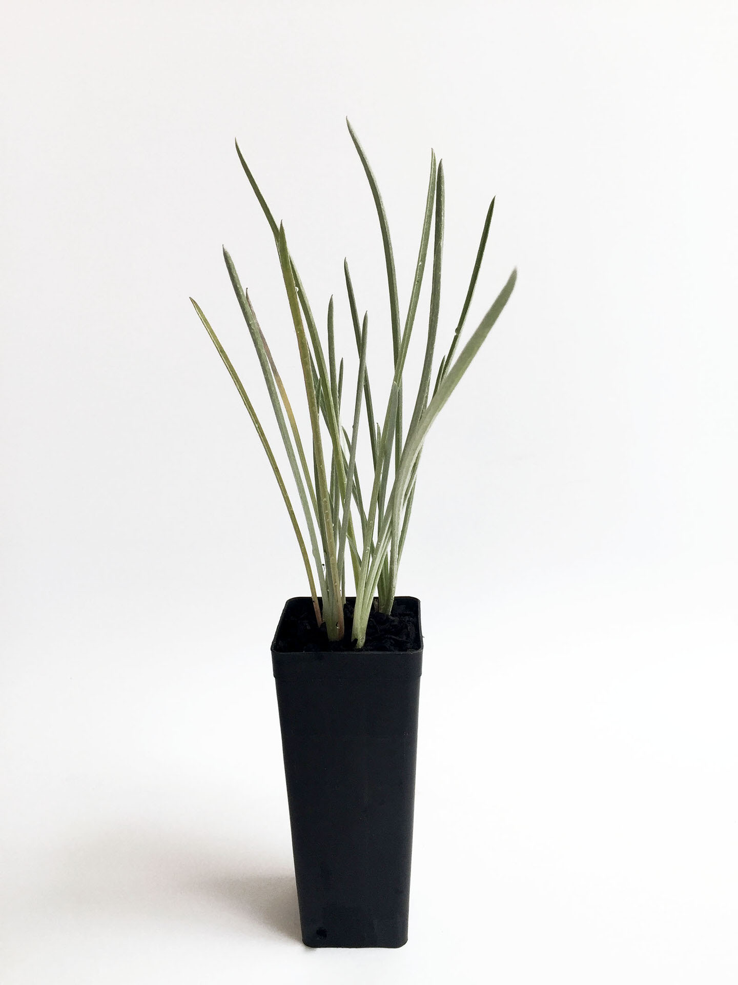 Billy Buttons | Pycnosorus globosus - Native Plant Project