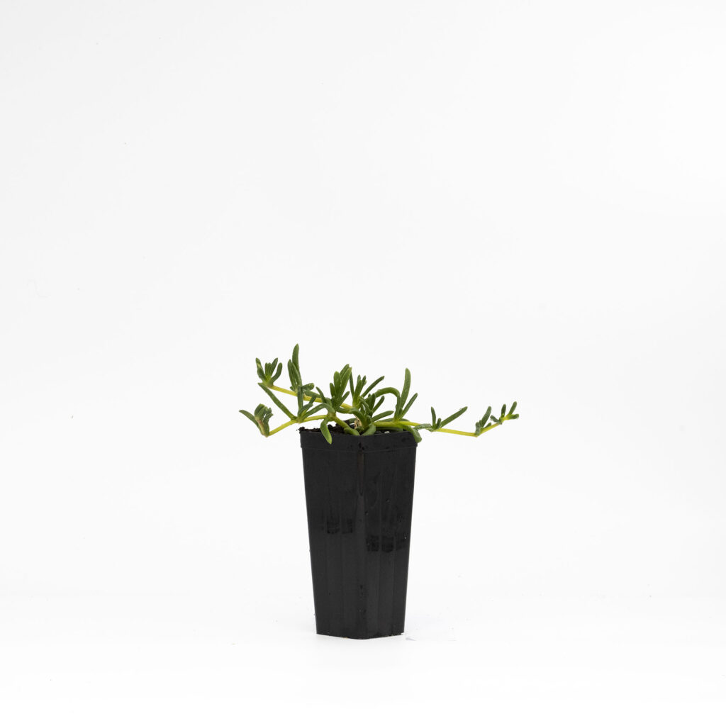 Round Leaf Pigface | Disphyma crassifolium subsp. Clavellatum - Native ...