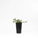 Round Leaf Pigface | Disphyma crassifolium subsp. Clavellatum - Native ...