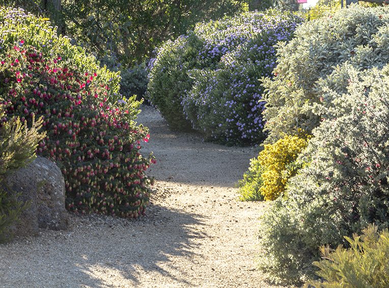 Design Direction - Native Plant Project