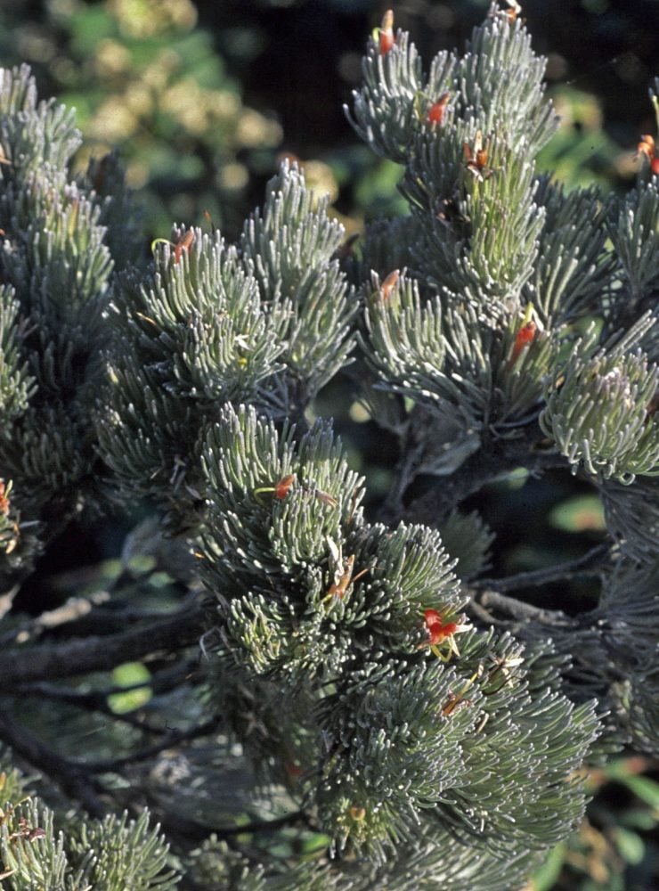 Hedging Your Bets - Native Plant Project