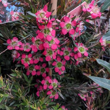 Tea Tree | Leptospermum ‘Rudolph’ - Native Plant Project