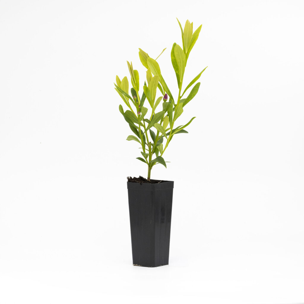 Waxflower | Crowea saligna ‘Large Flower’ - Native Plant Project