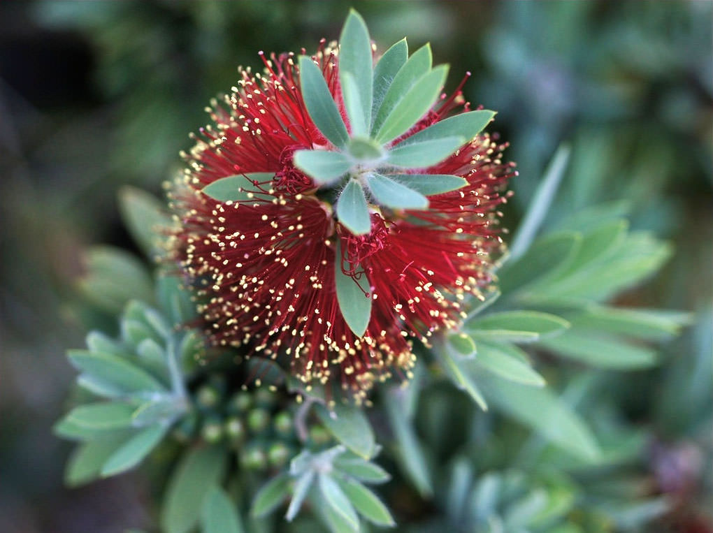 Bottlebrush | Callistemon ‘Little John’ - Native Plant Project