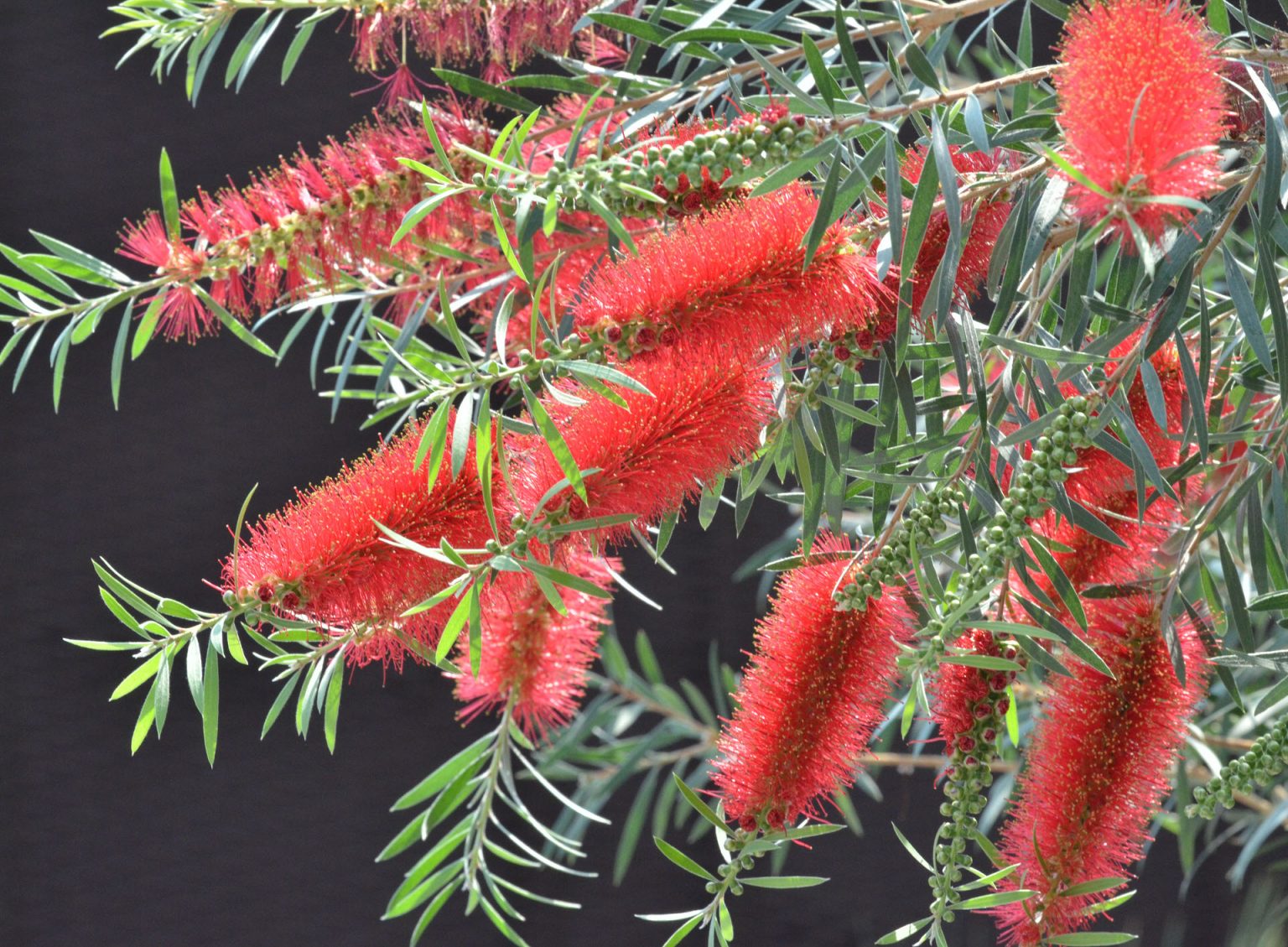 Bottlebrush | Callistemon ‘Kings Park Special’ - Native Plant Project Bottlebrush | Callistemon ‘Kings Park Special’ - Native Plant Project