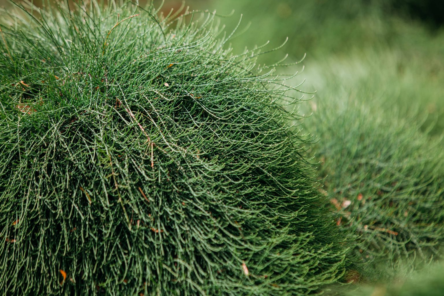 Dwarf Sheoak | Casuarina glauca ‘Cousin It’ - Native Plant Project