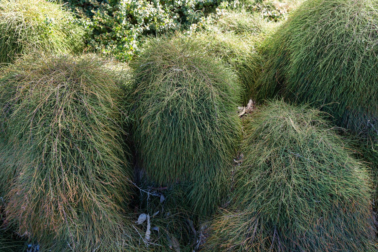 Dwarf Sheoak | Casuarina glauca ‘Cousin It’ - Native Plant Project