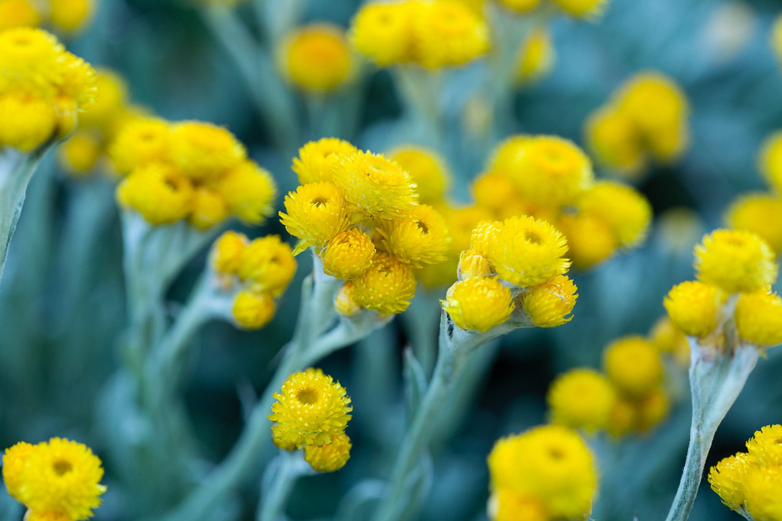 Clustered Everlasting | Chrysocephalum apiculatum ‘Silver & Gold ...