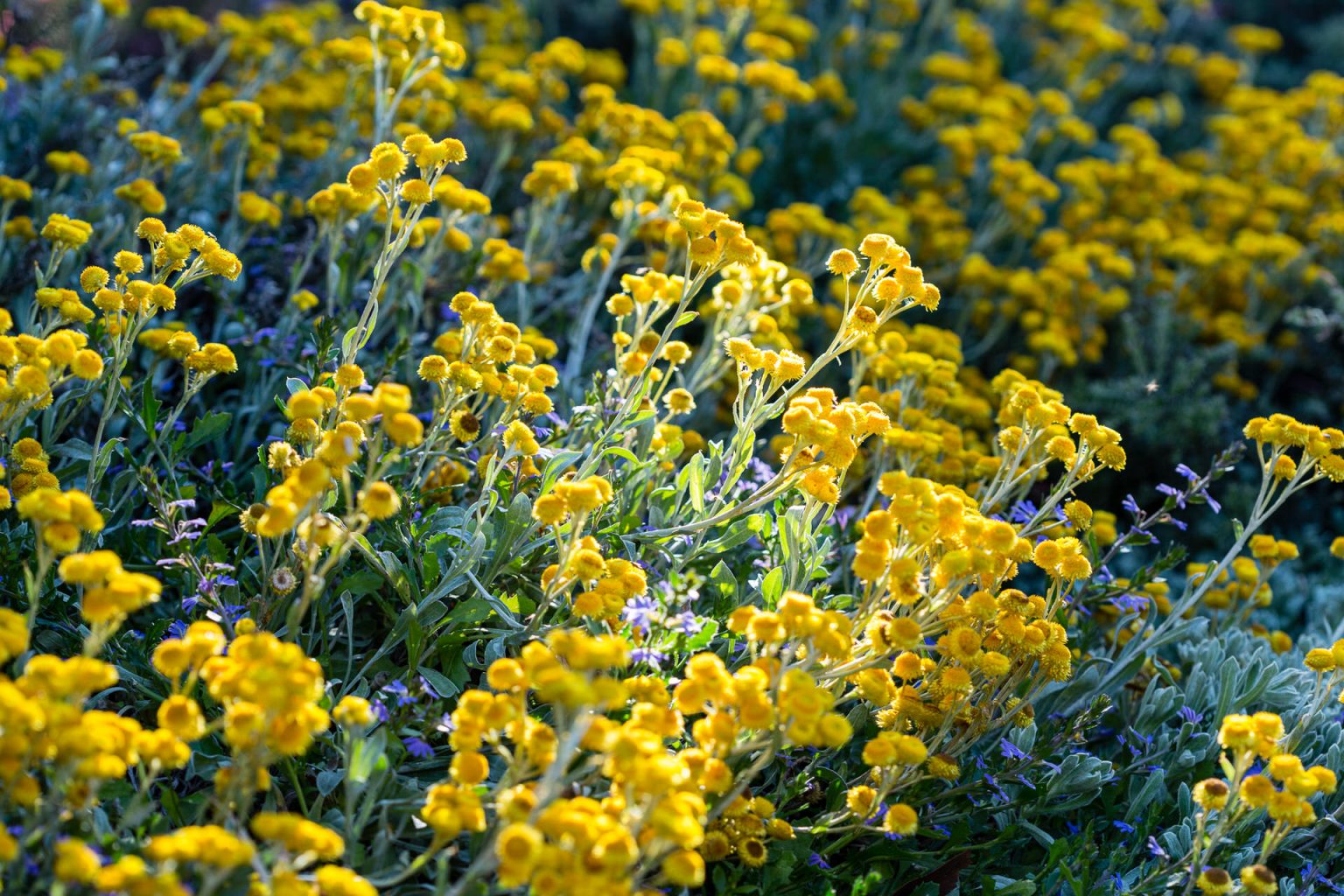 Clustered Everlasting | Chrysocephalum apiculatum ‘Silver & Gold ...