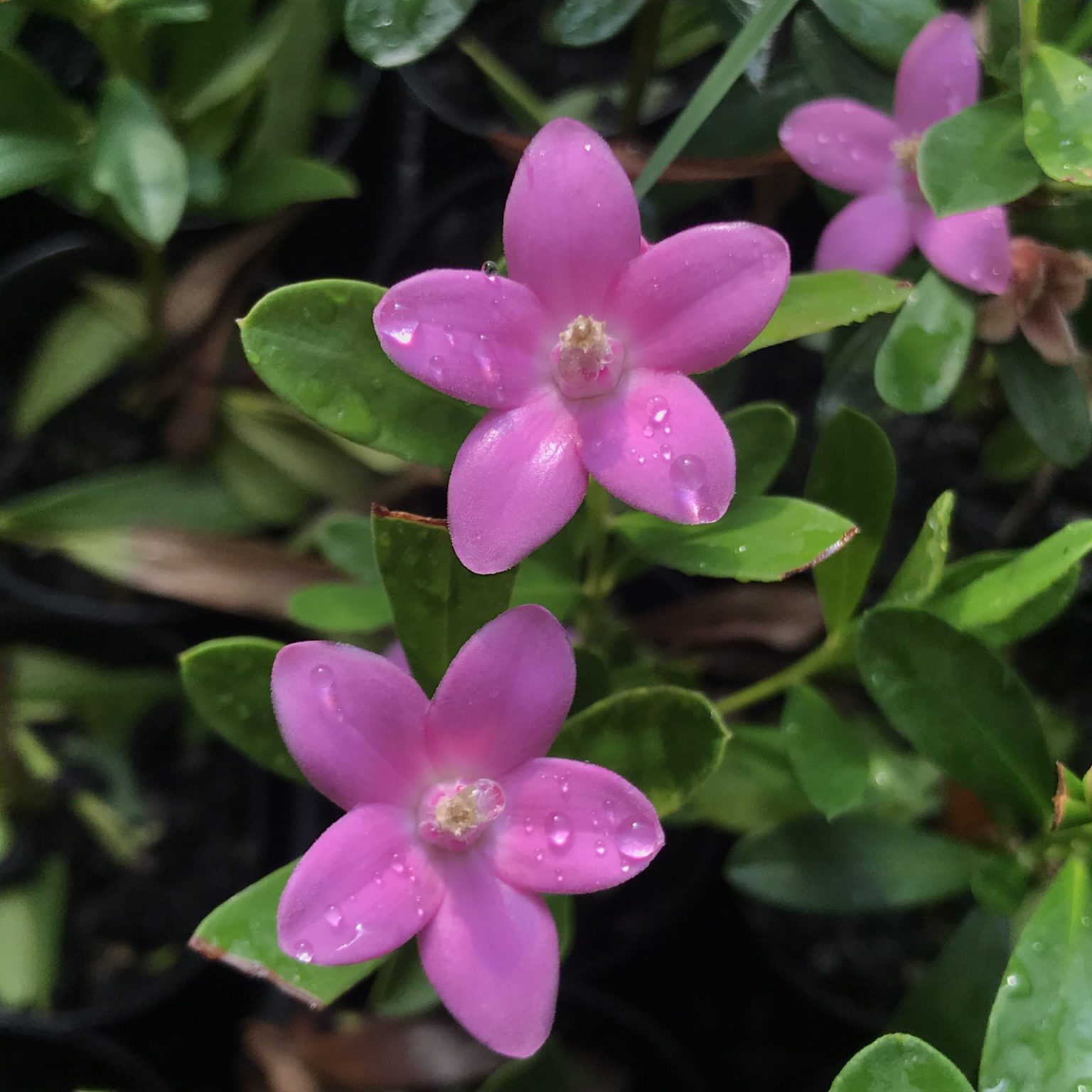 Waxflower | Crowea saligna ‘Large Flower’ - Native Plant Project