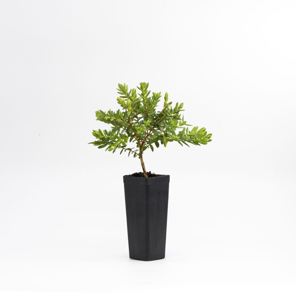 Prostrate Lemon Scented Myrtle | Darwinia citriodora prostrate form ...