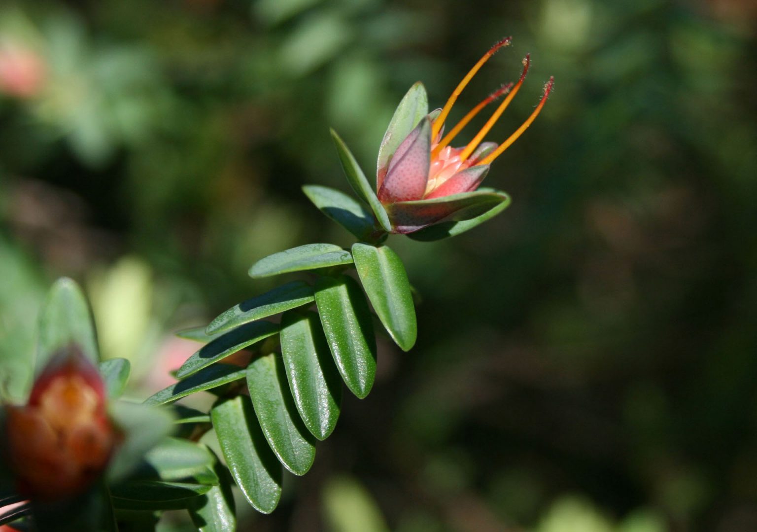 Prostrate Lemon Scented Myrtle | Darwinia citriodora prostrate form ...