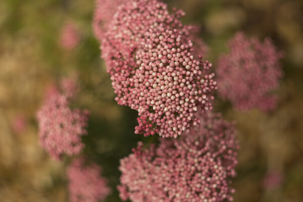 Rice Flower | Ozothamnus diosmifolia ‘Red Gingham’ - Native Plant Project