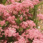 Rice Flower | Ozothamnus diosmifolia ‘Red Gingham’ - Native Plant Project