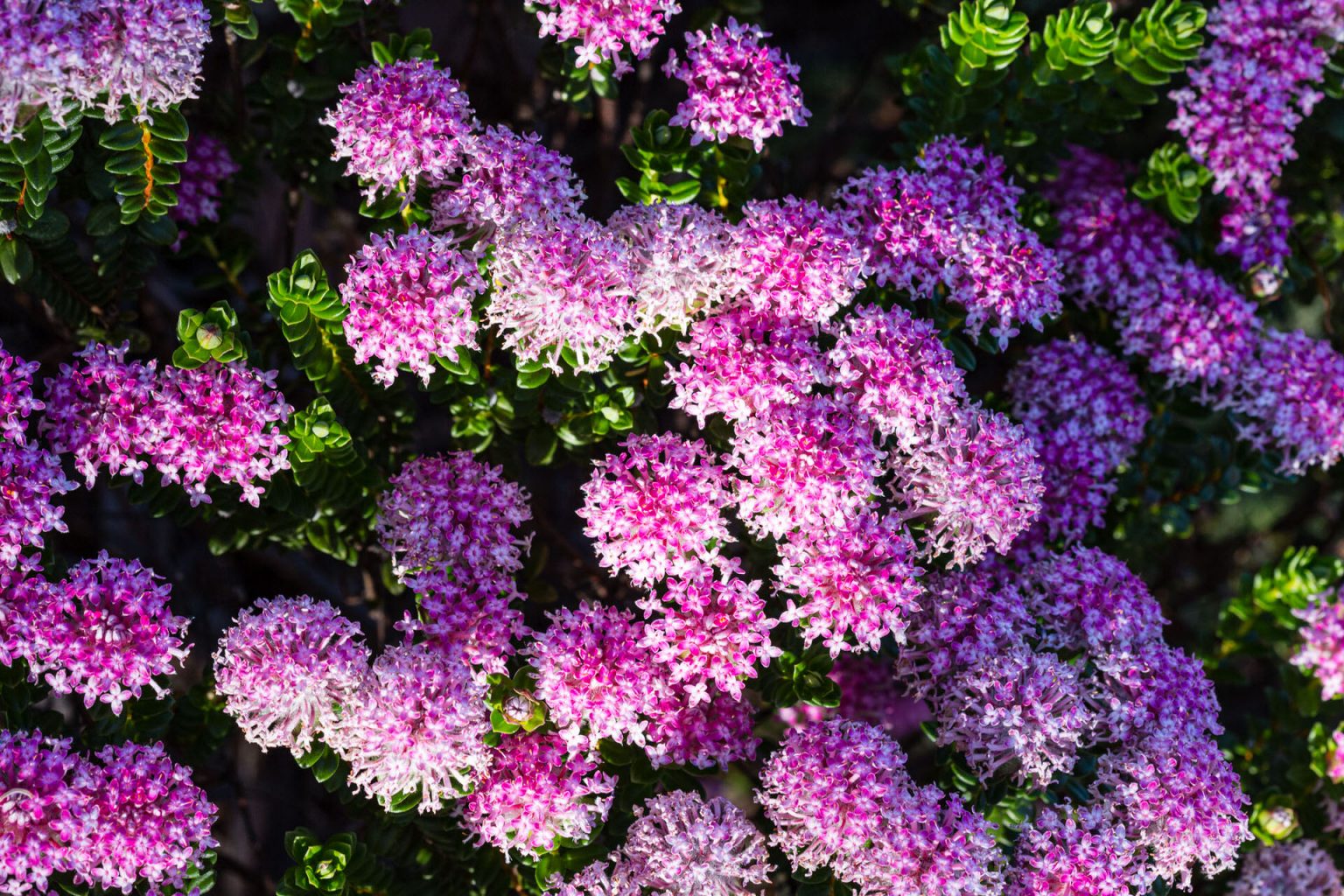 Rice Flower | Pimelea ferruginea ‘Magenta Mist’ - Native Plant Project