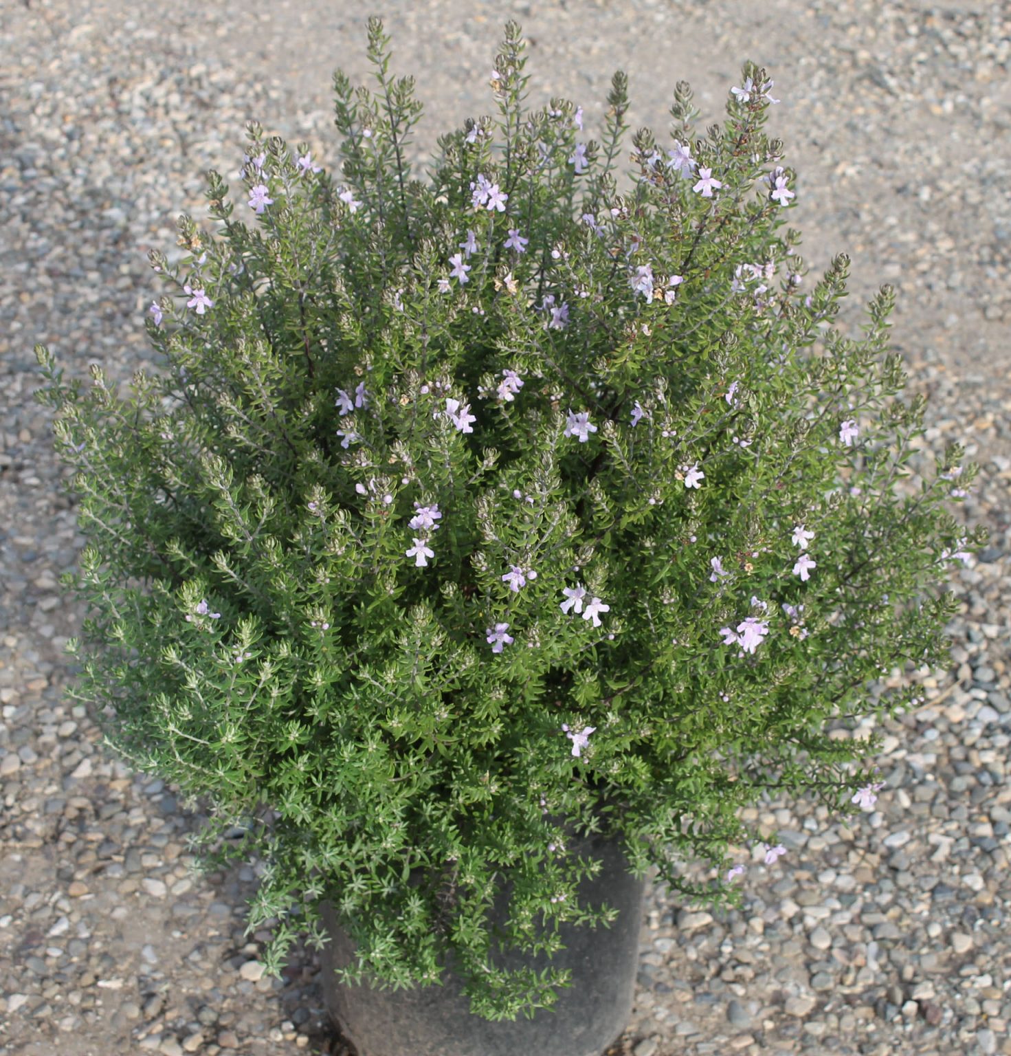 Coastal Rosemary | Westringia fruticosa ‘Jervis Gem’ - Native Plant Project