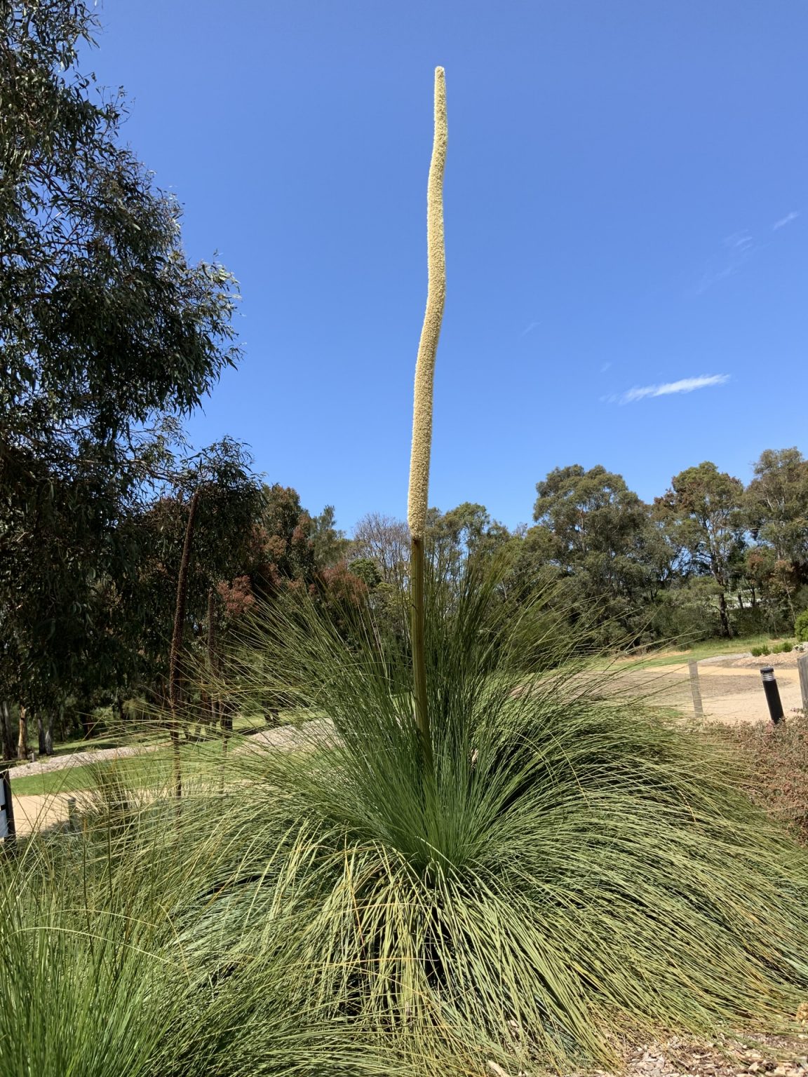 Grass Tree Xanthorrhoea Australis Native Plant Project