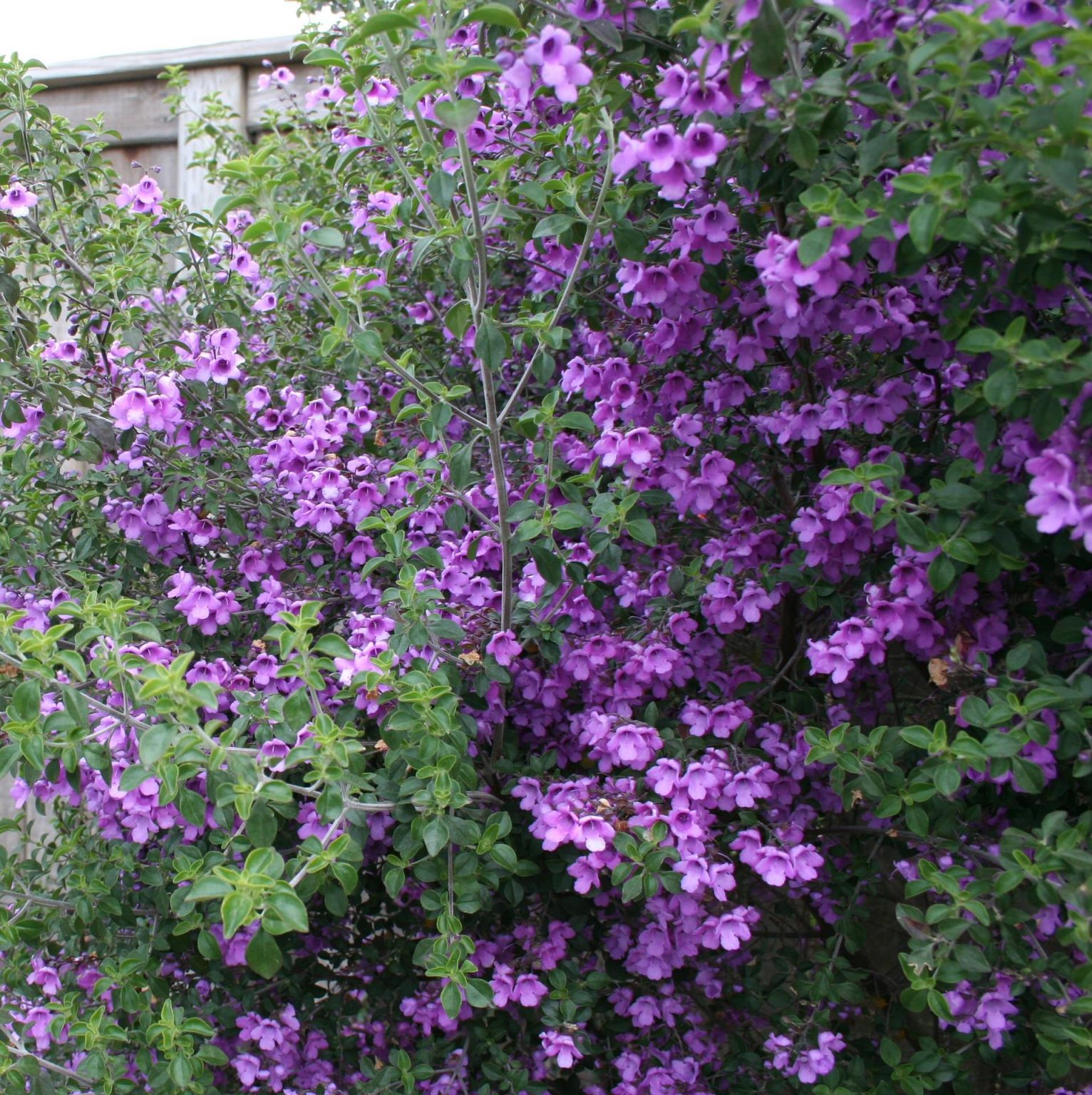 Round Leaf Mint Bush / Native oregano | Prostanthera rotundifolia ...