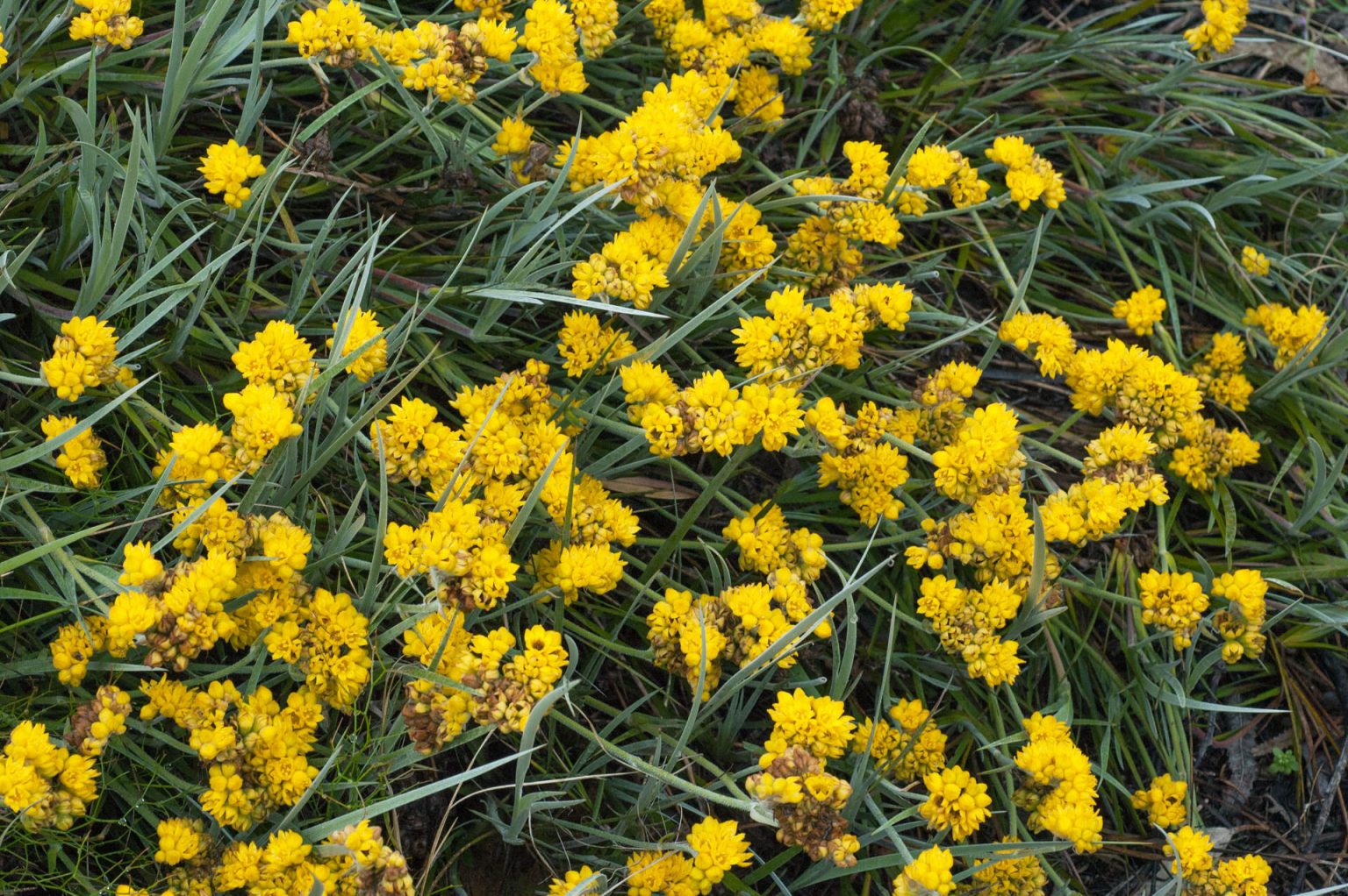 Cottonheads | Constylis candicans - Native Plant Project