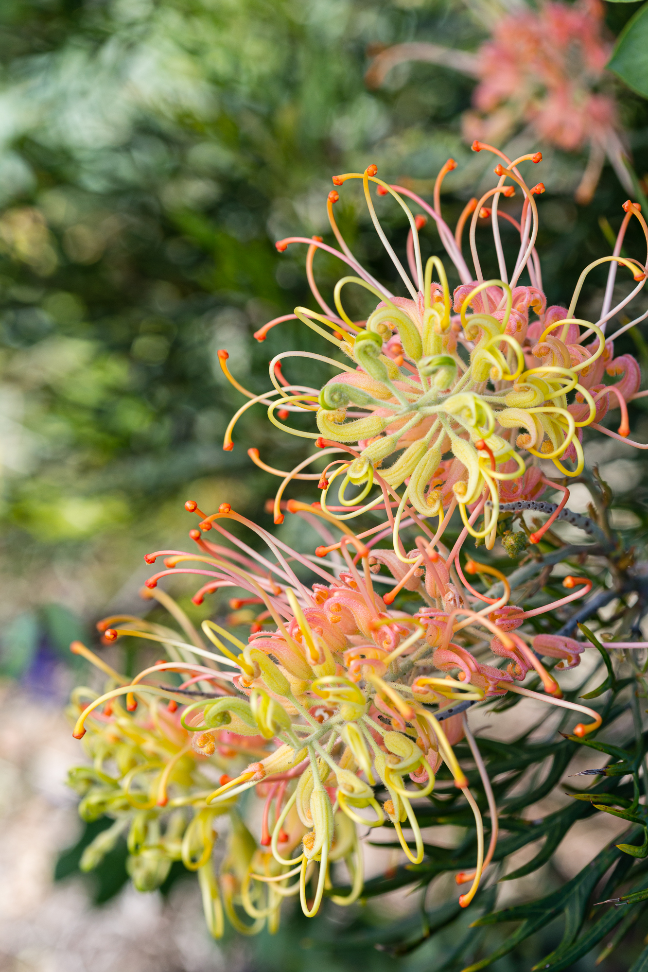 New Season, New Project? - Native Plant Project