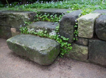 Compact & Creative - Native Plant Project