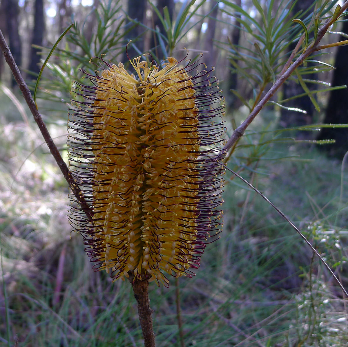 Banksia | Banksia spinulosa ‘Black Magic’ - Native Plant Project