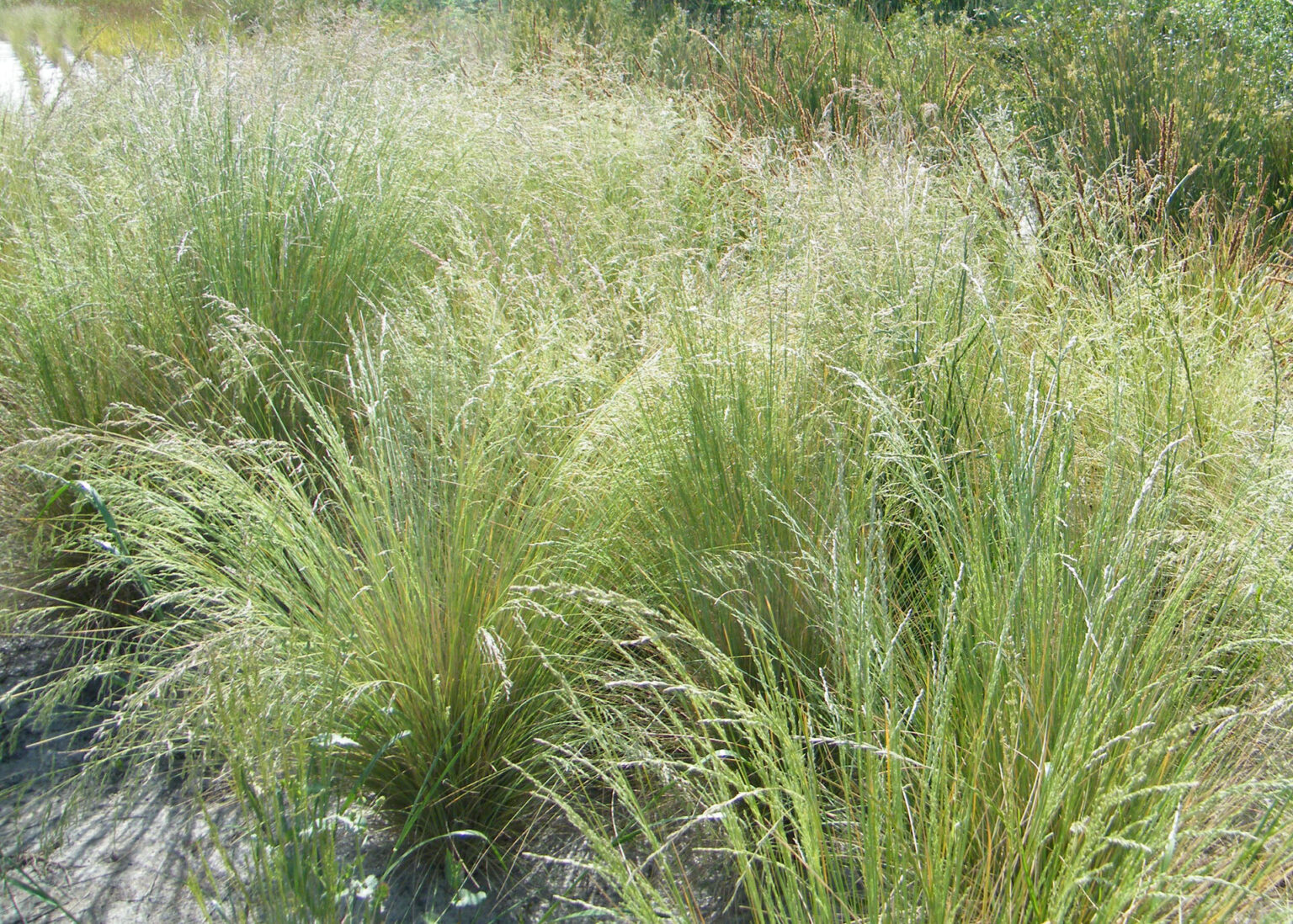 Common Tussock Grass | Poa poiformis - Native Plant Project