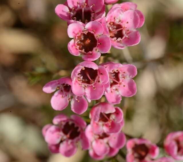 Time for a new project? - Native Plant Project