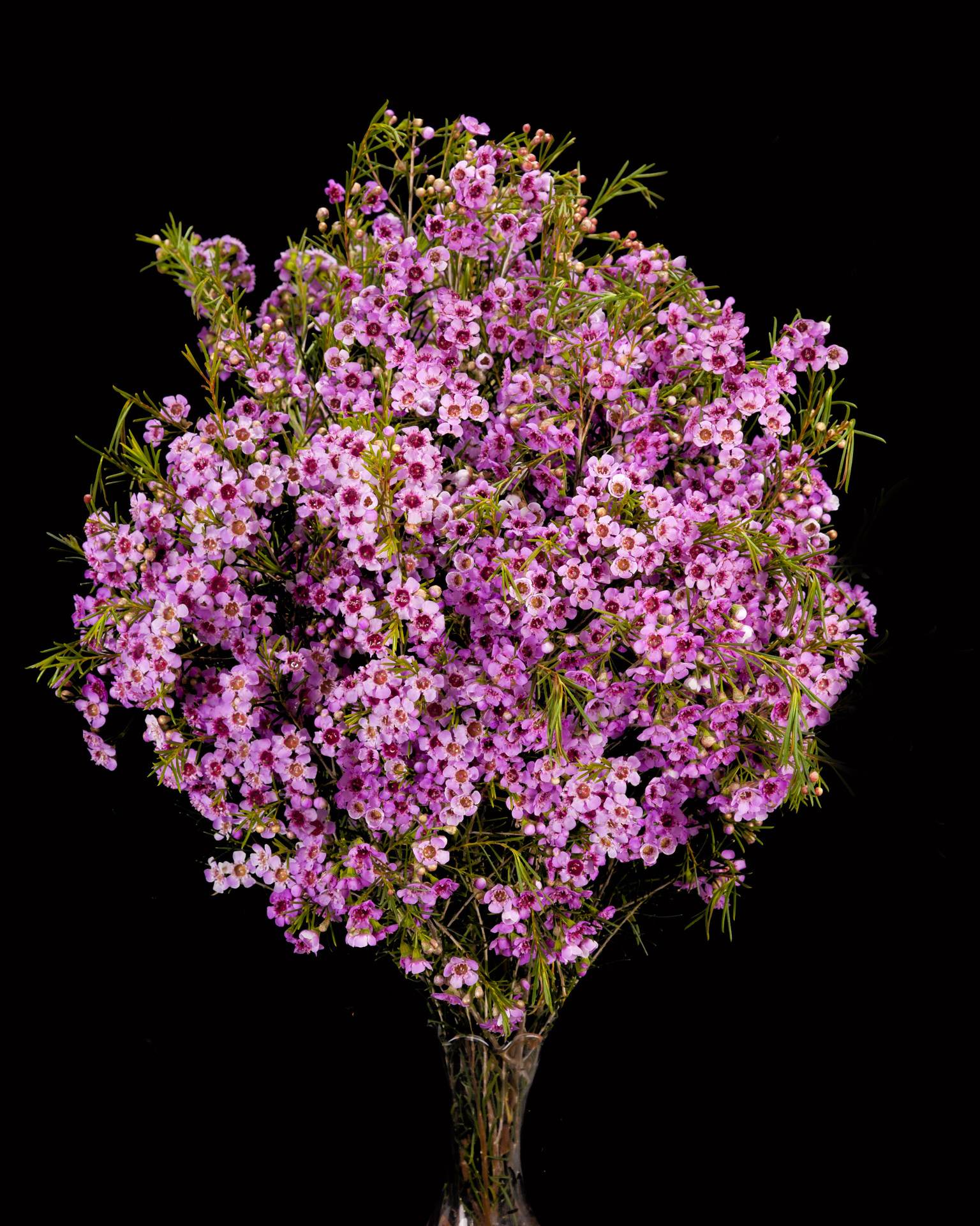 Mother's Day - Native Plant Project